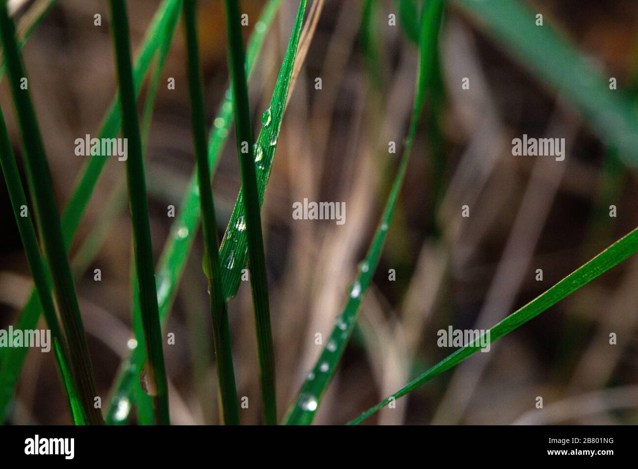 A drop of dew lies on the green grass. Background, summer Stock Photo ...