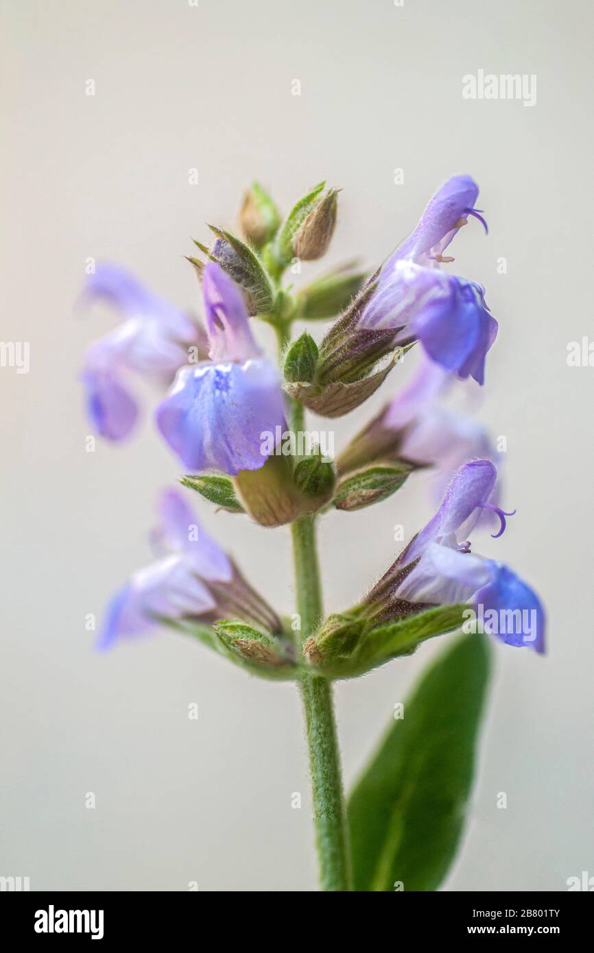 Evergreen subshrub hi-res stock photography and images - Alamy