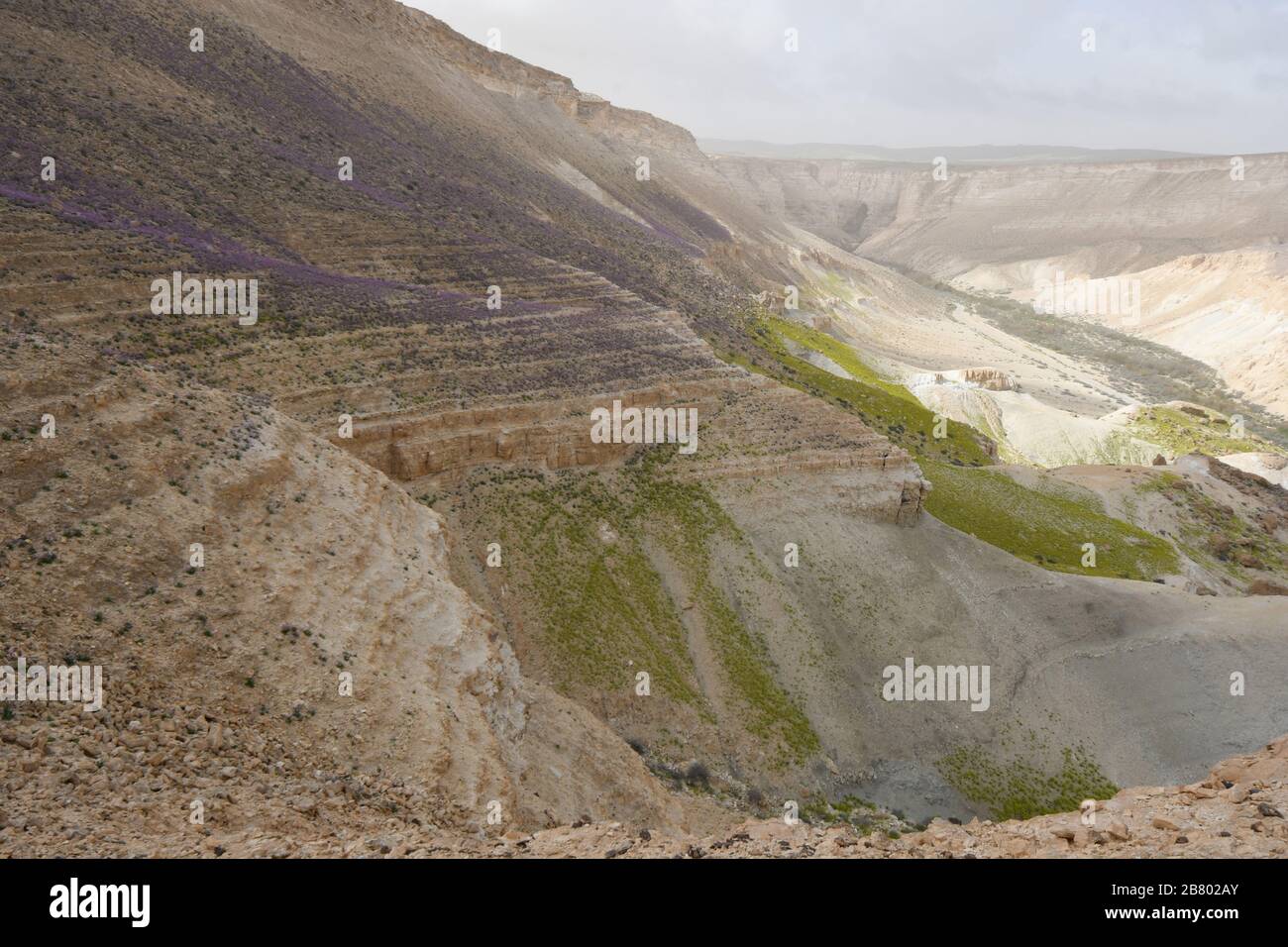 After a rare rainy season in the Negev Desert, an abundance of ...