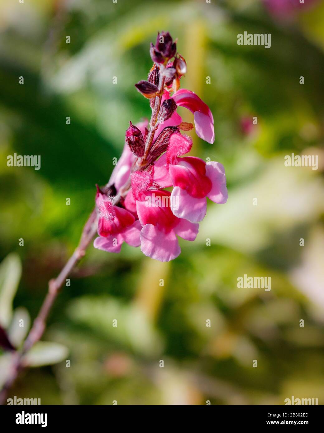 Salvia in the sun hi-res stock photography and images - Alamy