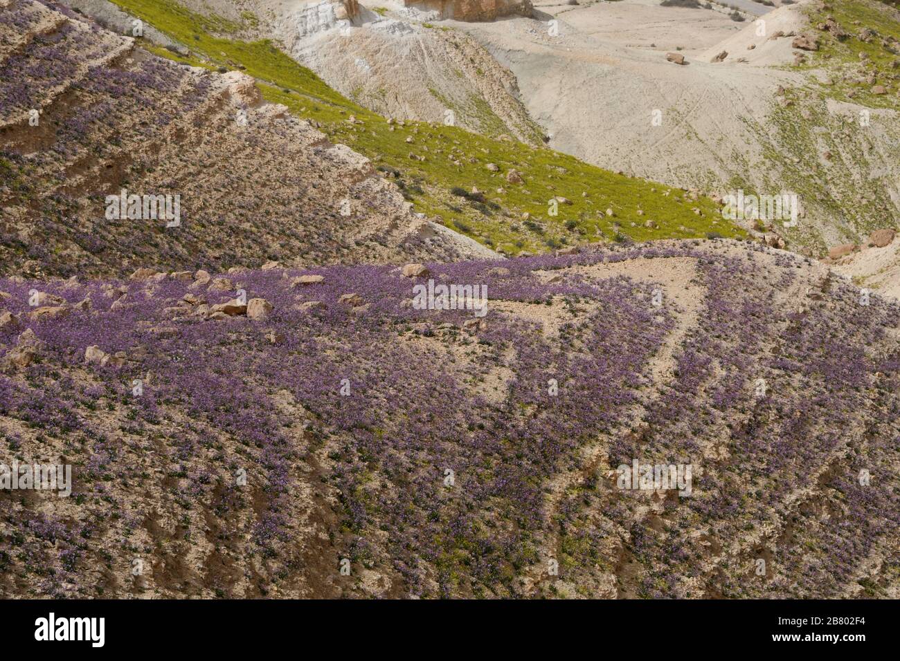 After a rare rainy season in the Negev Desert, an abundance of ...
