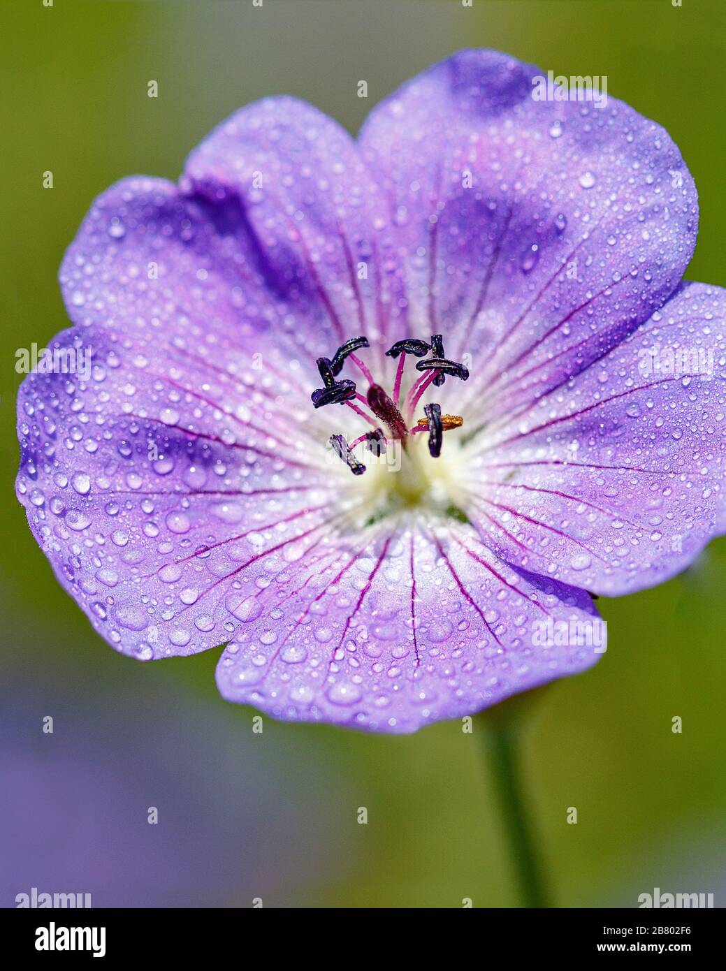 Hardy geraniums hi-res stock photography and images - Alamy