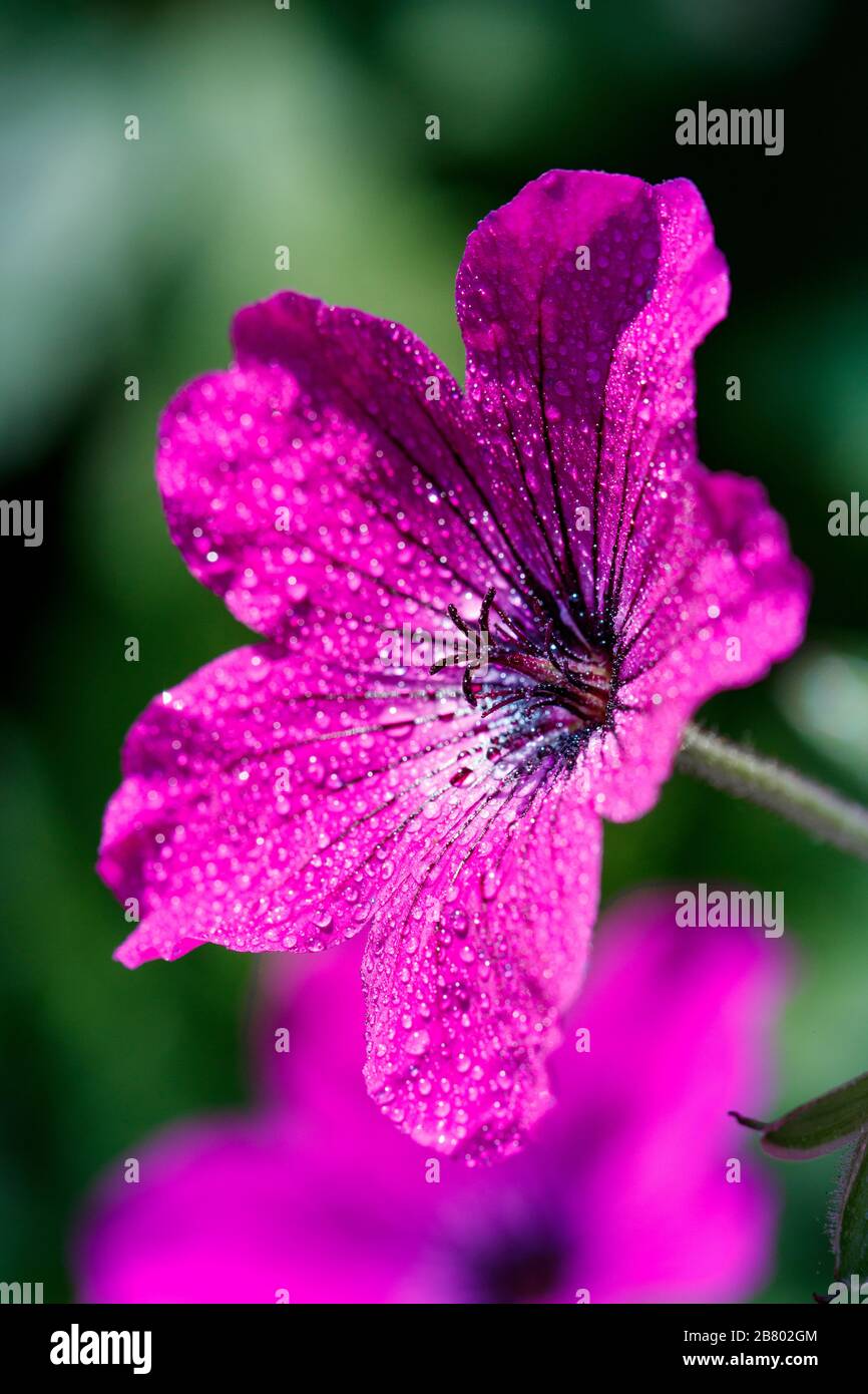 hardy bright pink geranium with water drops on it Stock Photo - Alamy