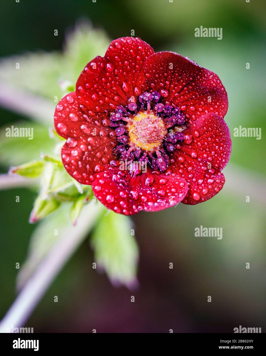 red Geum flower with water drops Stock Photo - Alamy