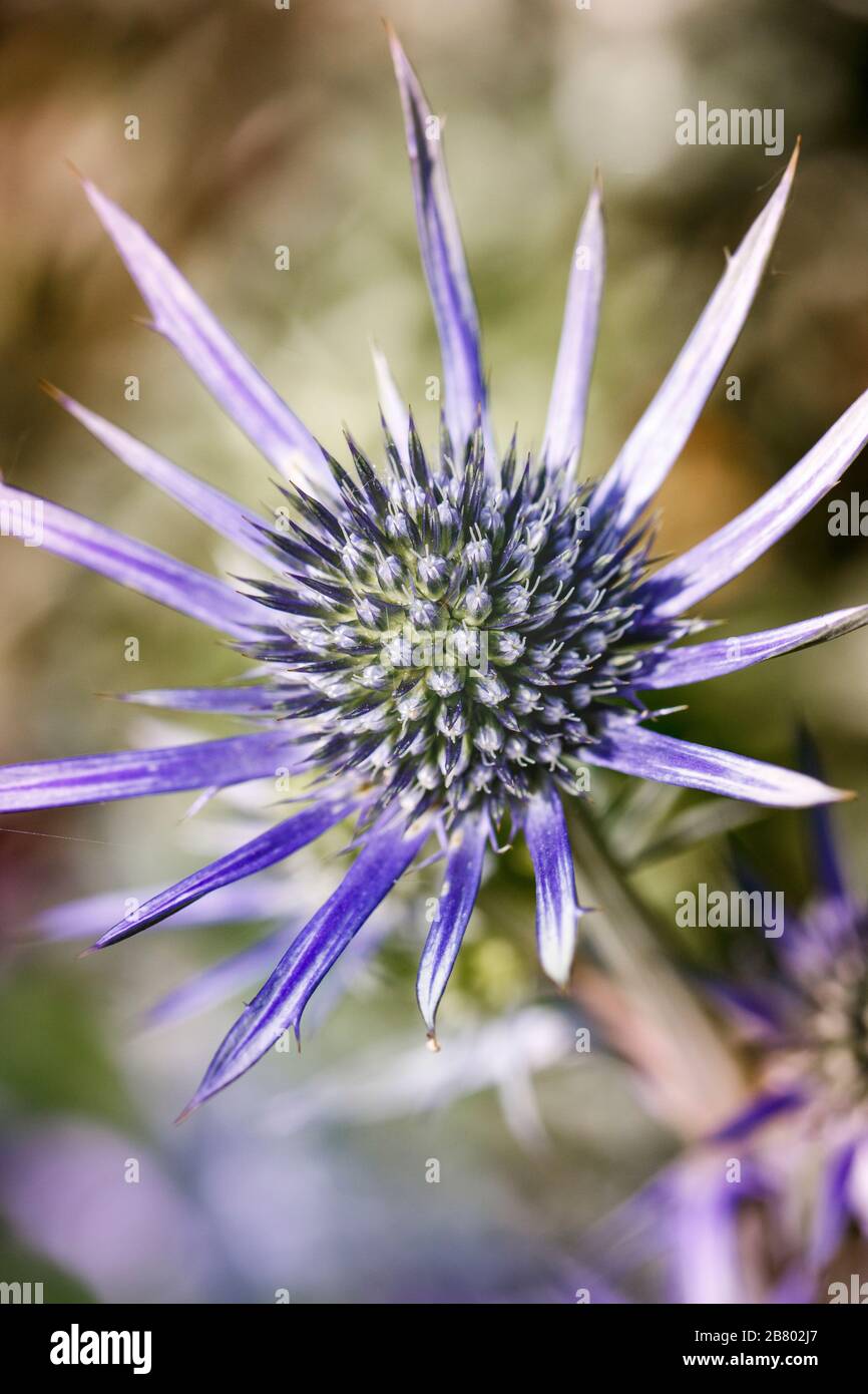 Spiny bracts hi-res stock photography and images - Alamy