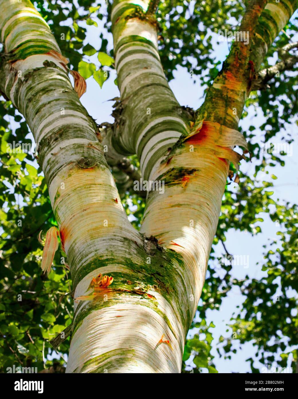 One colour border white silver hi-res stock photography and images - Alamy