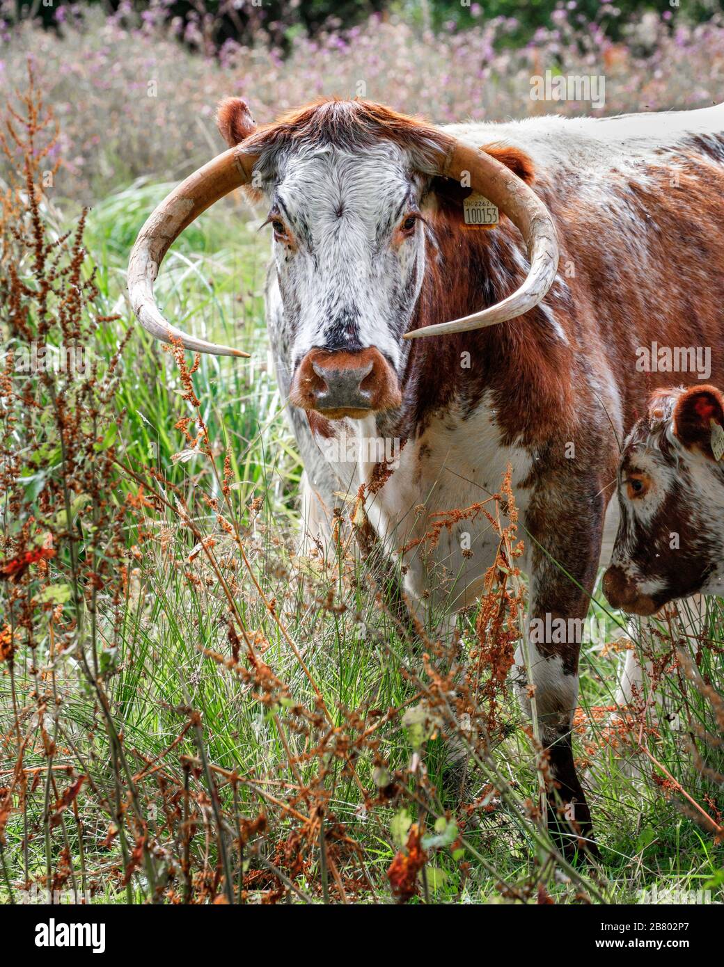 cattle with horns looking at camera in a meadow Stock Photo - Alamy