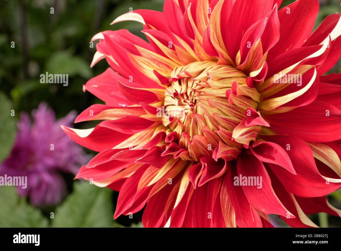 Dahlias come in a number of colors, shapes, and sizes. This is a huge ...