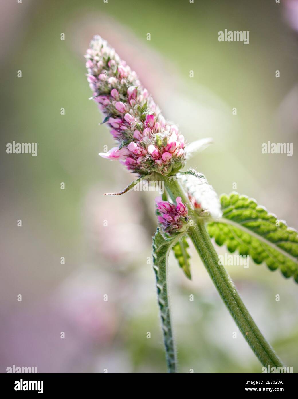 Spike leaf hi-res stock photography and images - Alamy