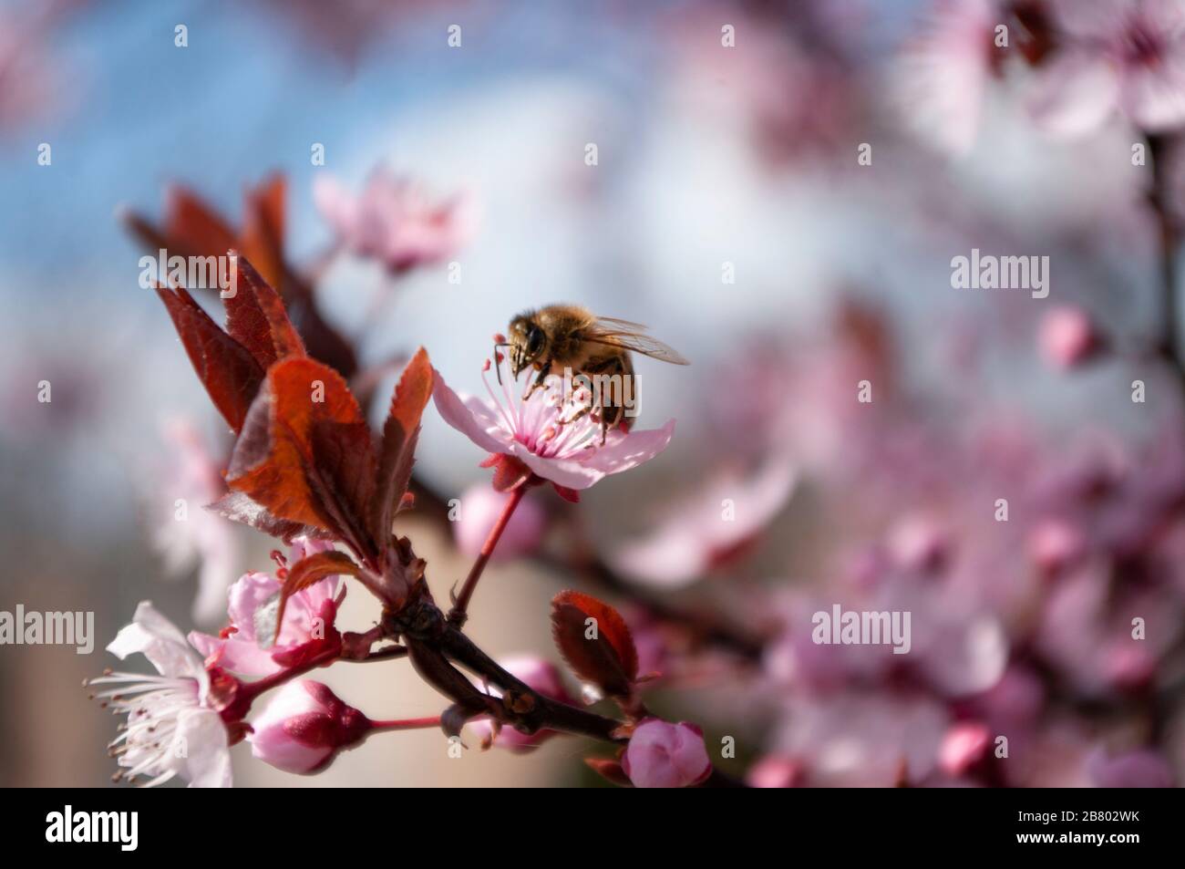Bee picking nectar, honeydew from sakura flower,first day spring ...