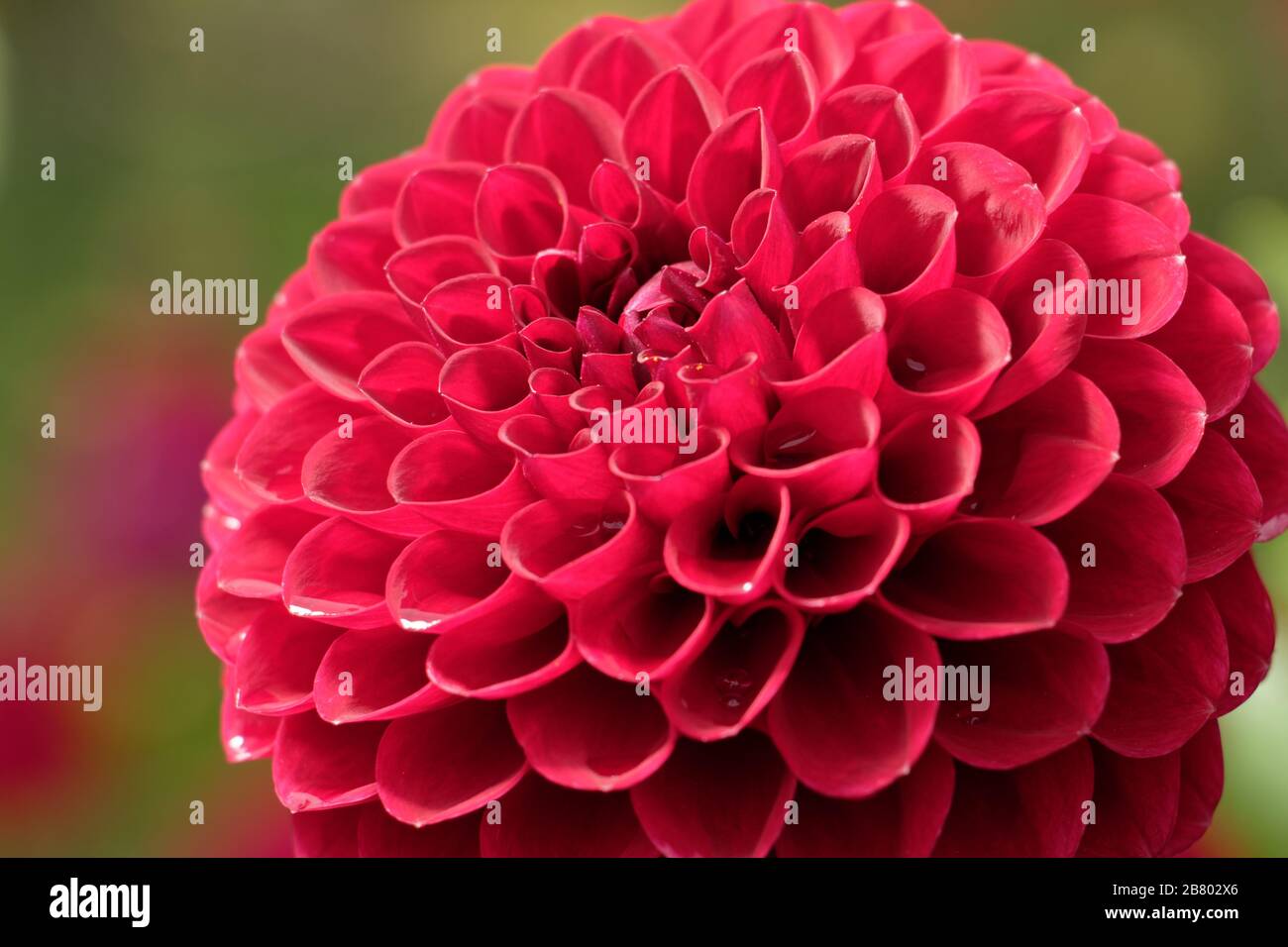 Ball dahlia hi-res stock photography and images - Alamy