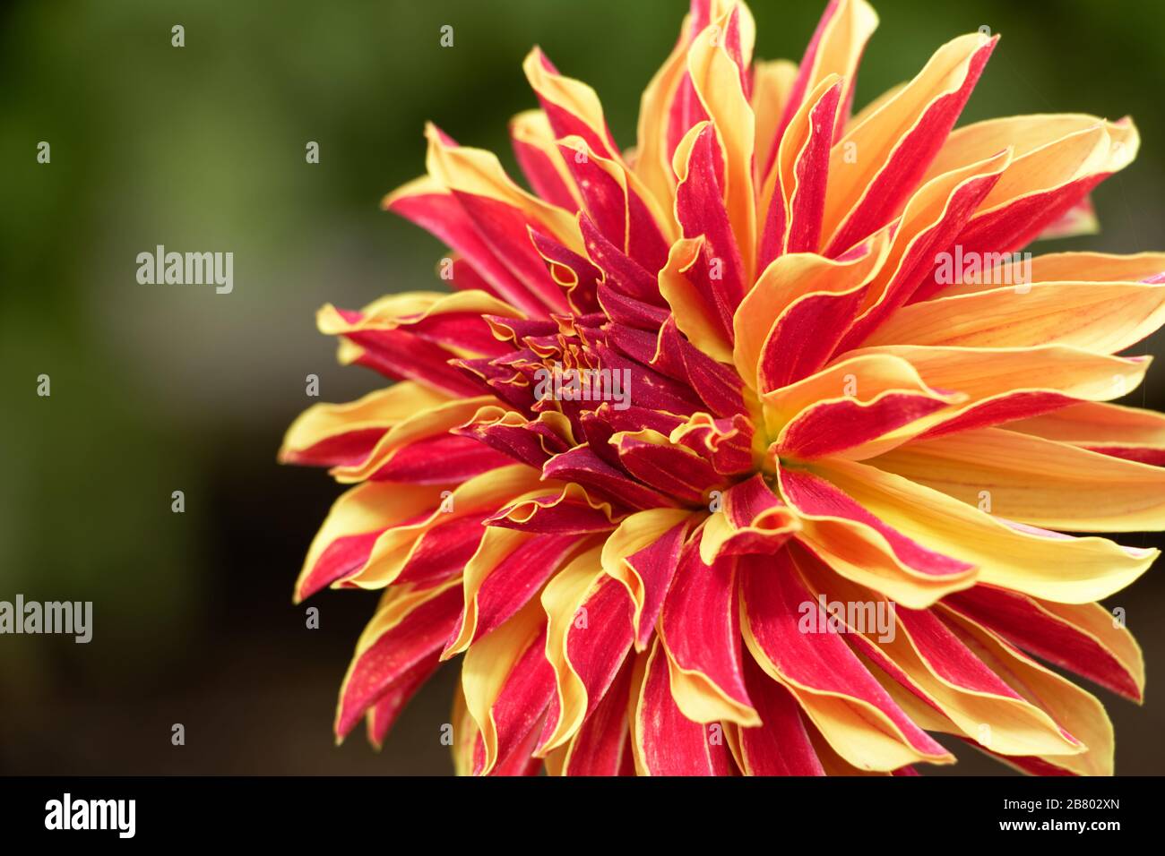 Dahlias come in a number of colors, shapes, and sizes. This is a huge ...