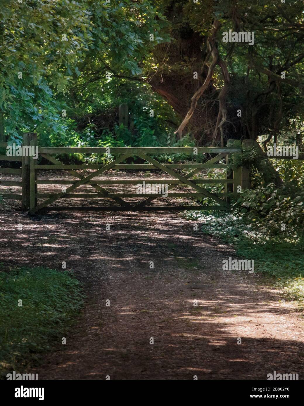 path leading to gate into woods Stock Photo - Alamy