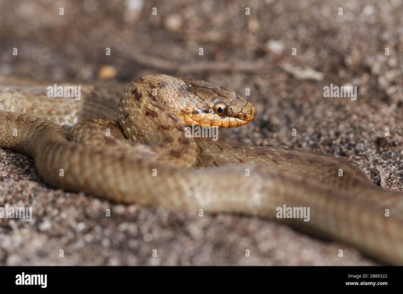 A magnificent rare Smooth Snake, Coronella austriaca, coiled up in ...