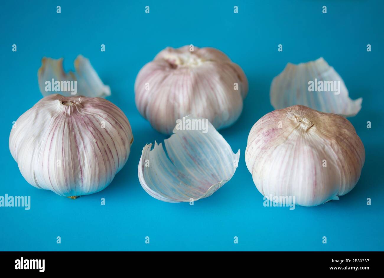 Three garlic bulbs isolated on bright blue background with skin peels ...