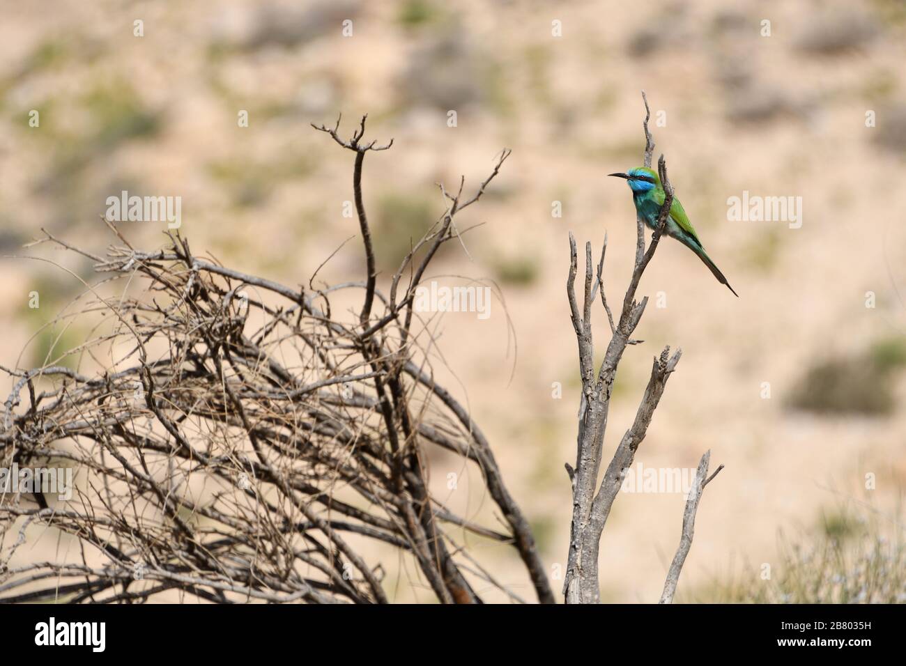 Distributed widely across sub saharan africa hi-res stock photography ...