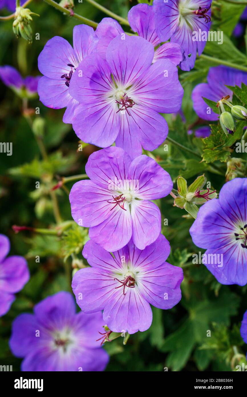 More than one colour hi-res stock photography and images - Alamy