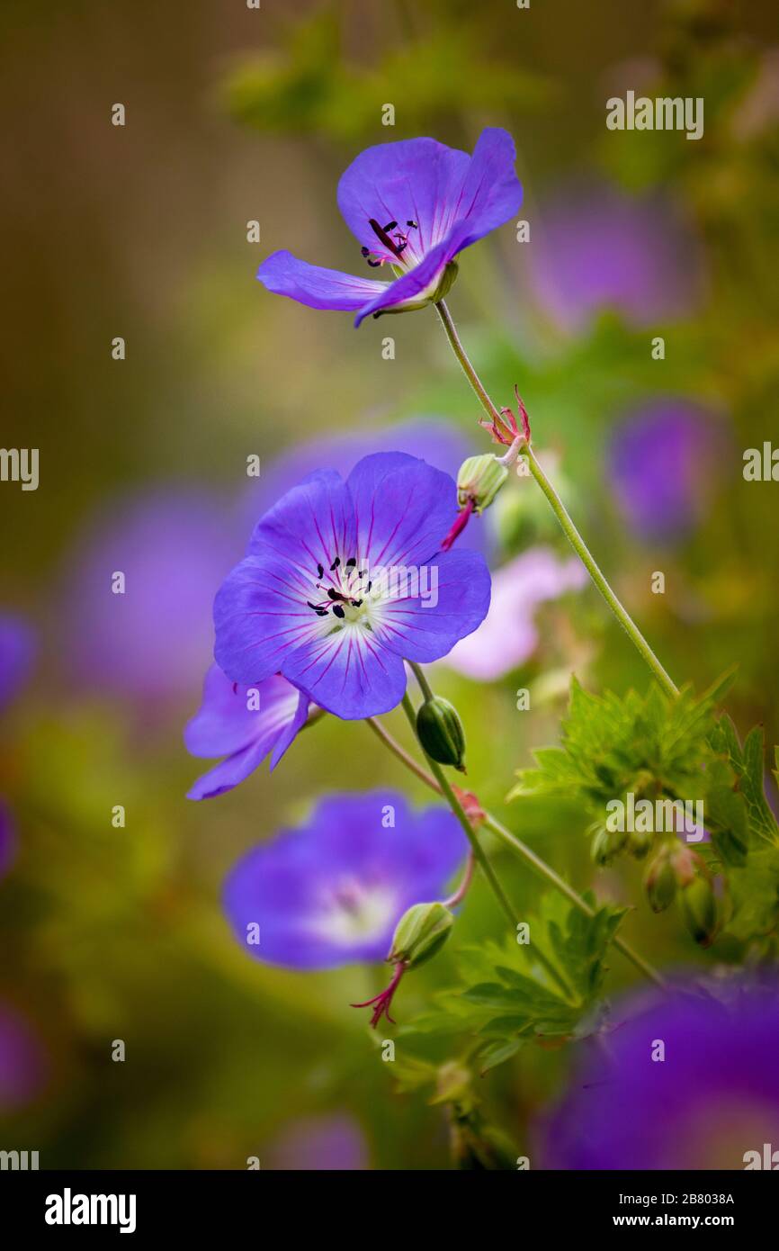 group of geranium flower heads Stock Photo - Alamy