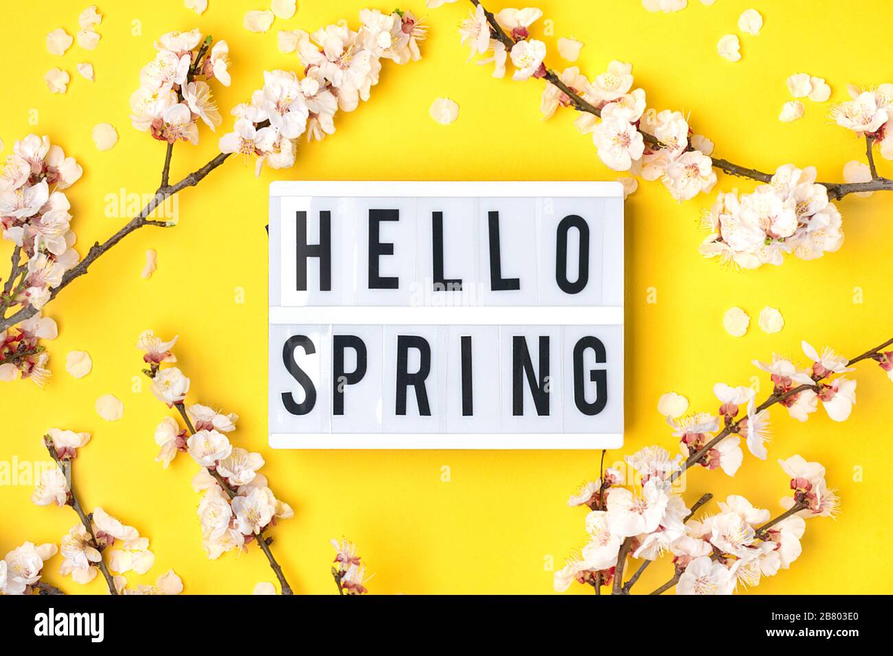 Sprigs of the apricot tree with flowers, lightbox with text Hello ...