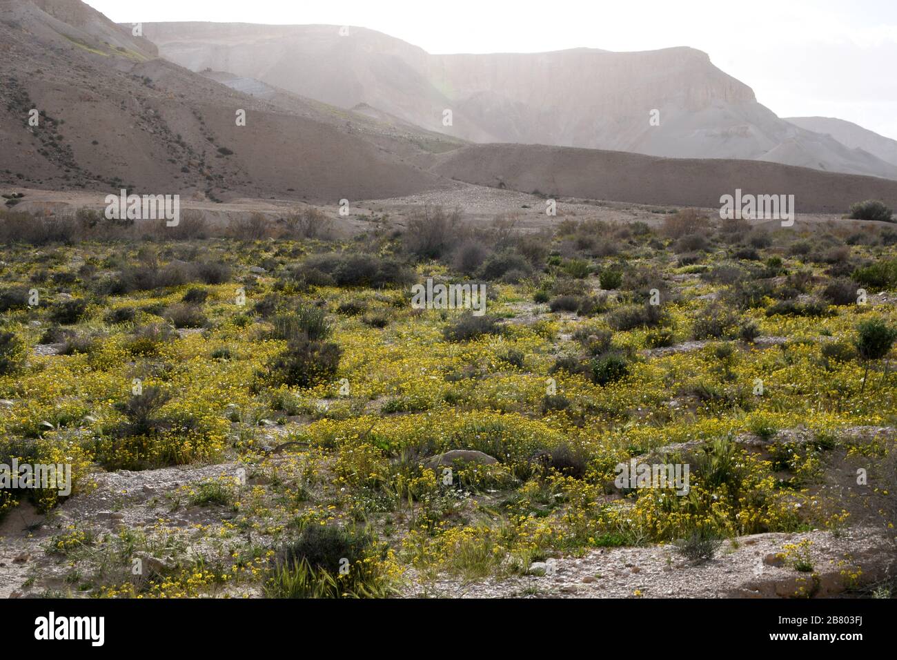 After a rare rainy season in the Negev Desert, an abundance of ...