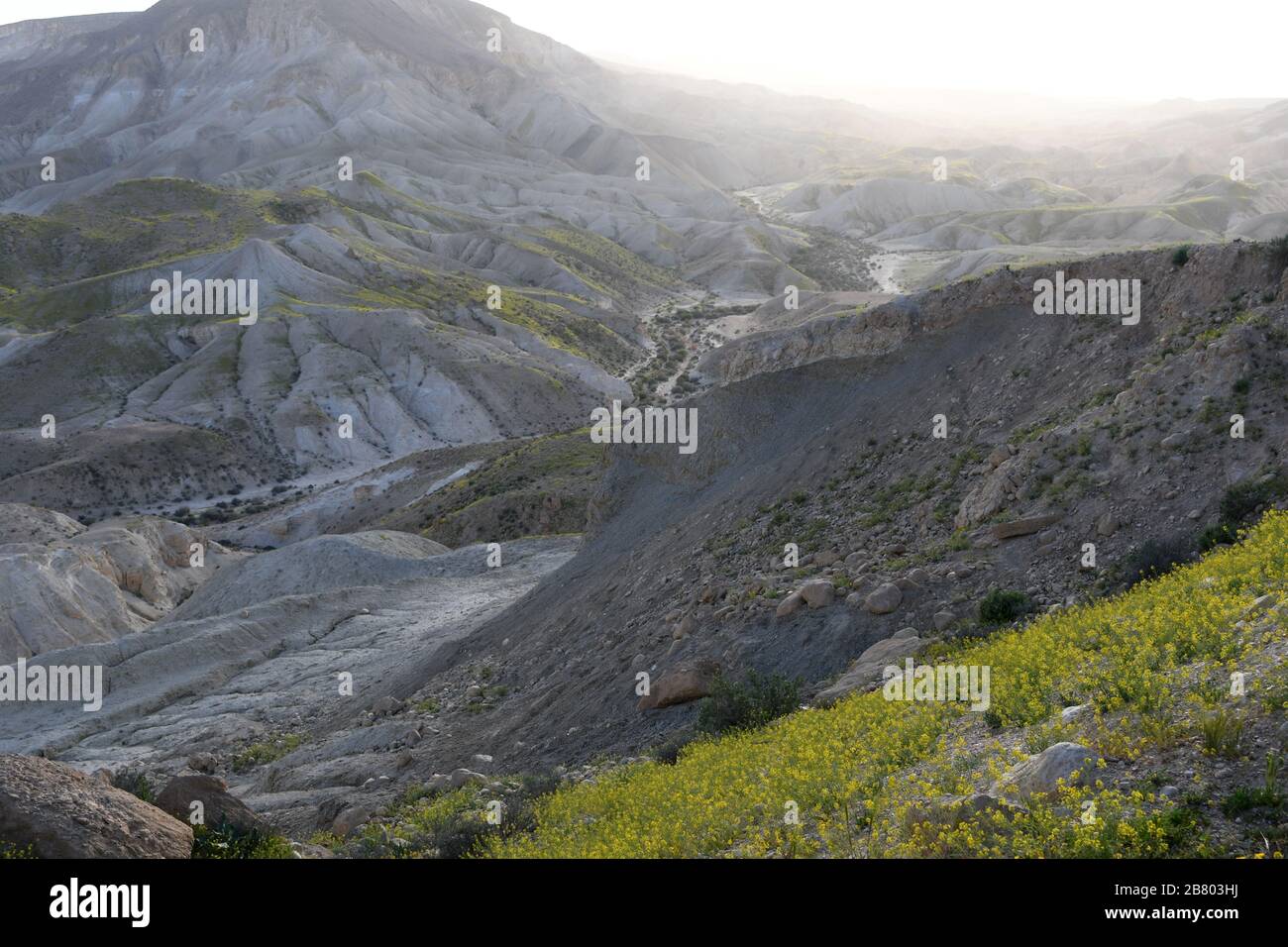 Rainy season plants hi-res stock photography and images - Alamy