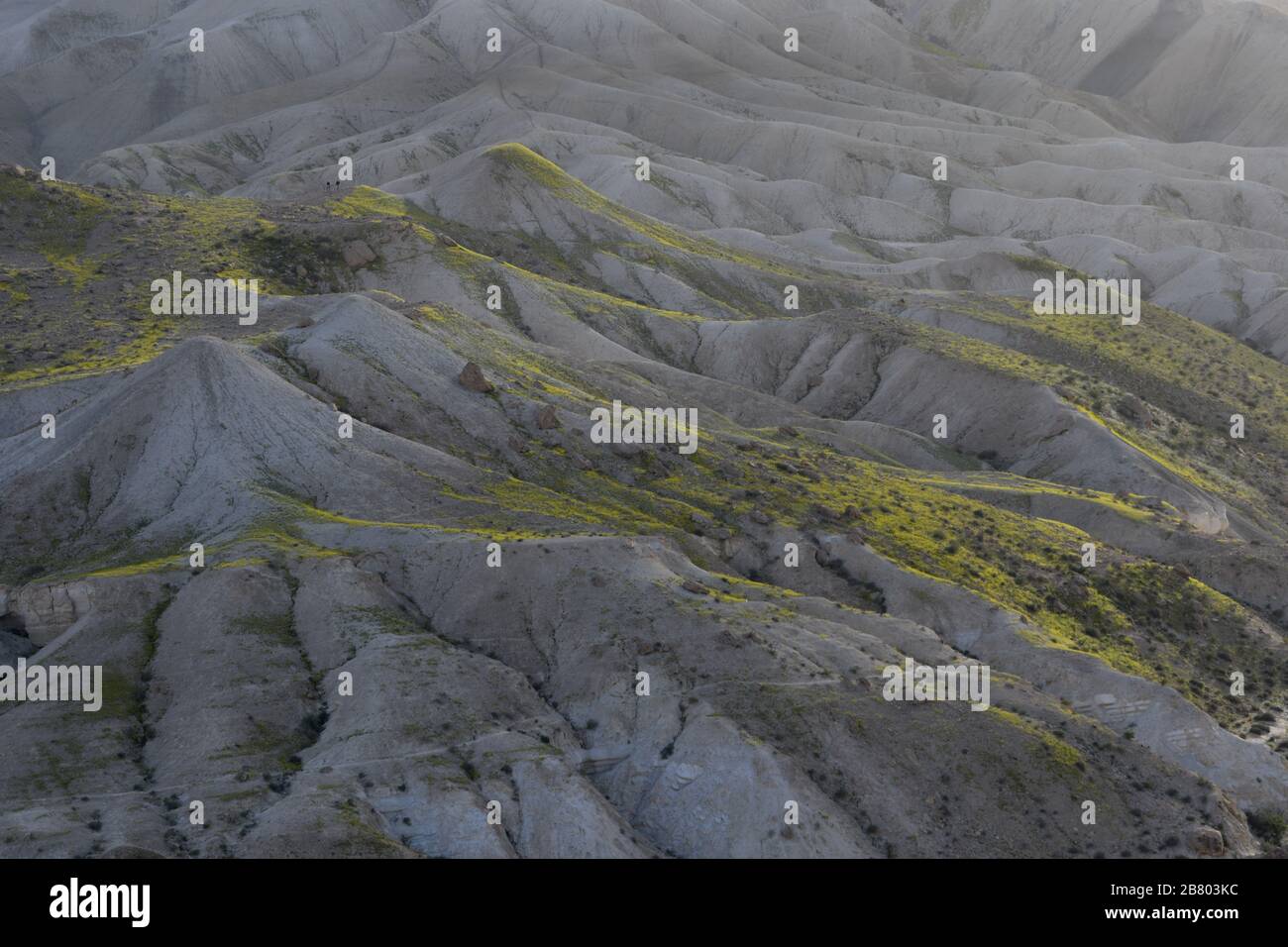 After a rare rainy season in the Negev Desert, an abundance of ...