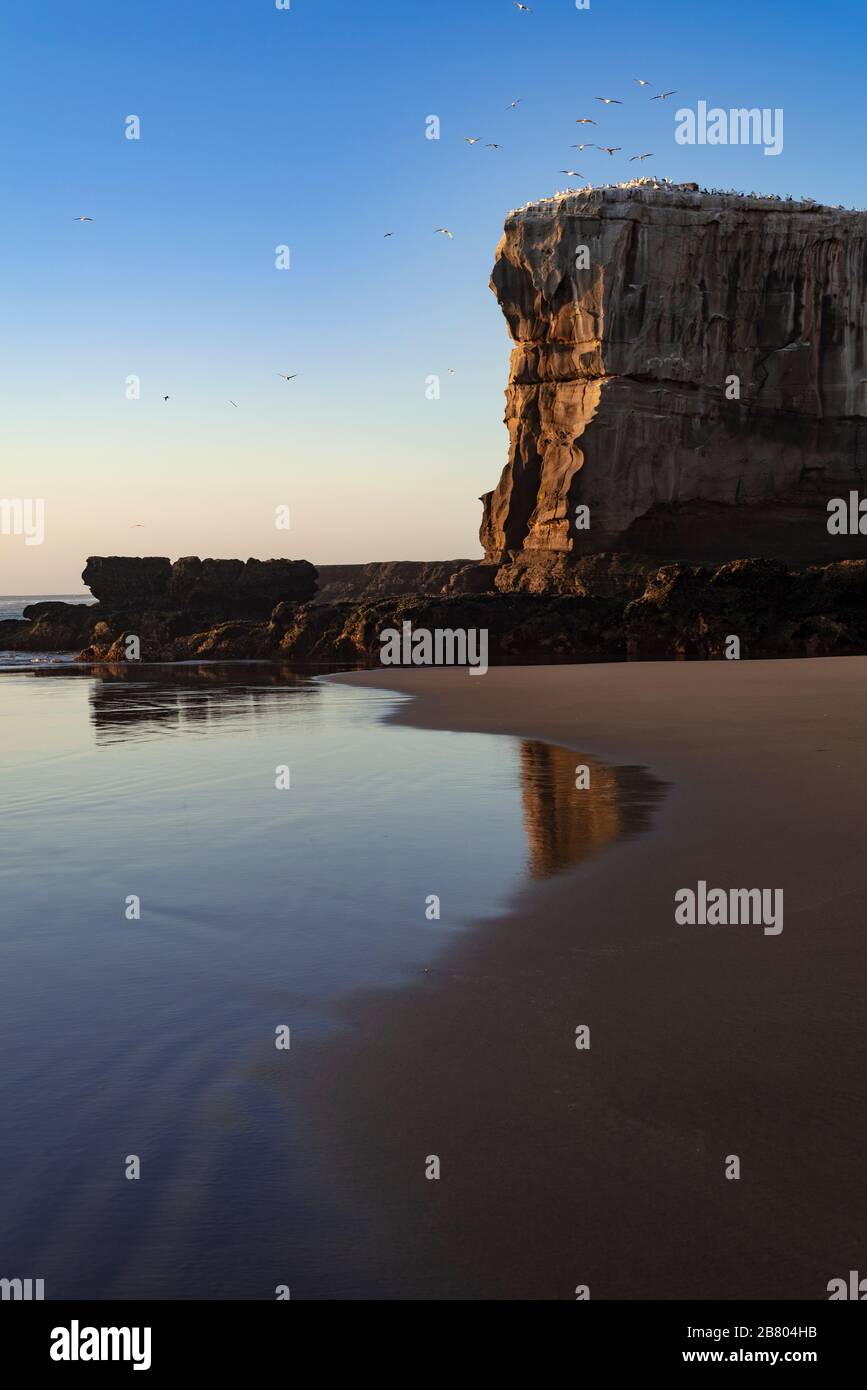 New zealand bird ecosystem hi-res stock photography and images - Alamy