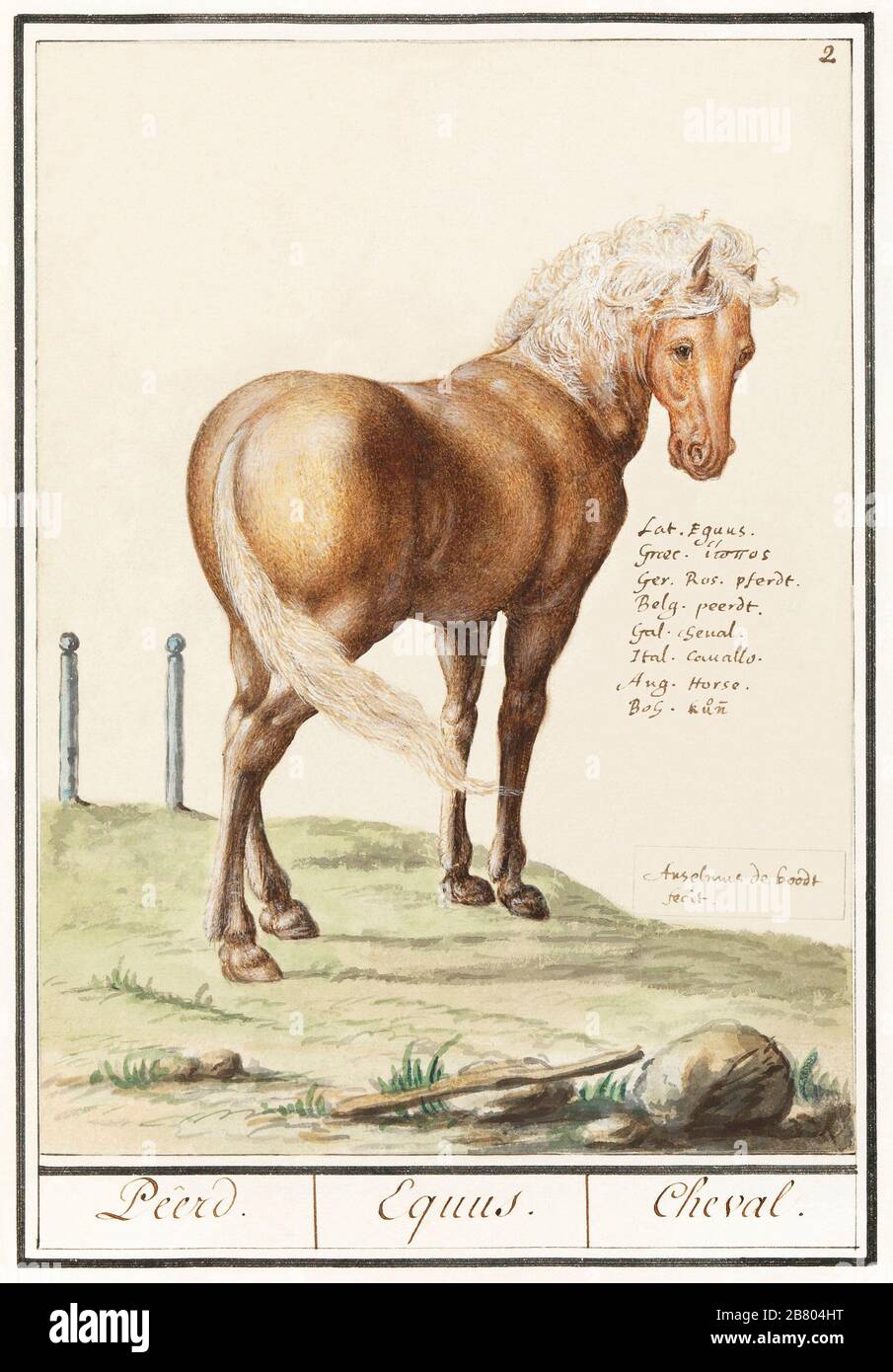 Horse map the world hi-res stock photography and images - Alamy