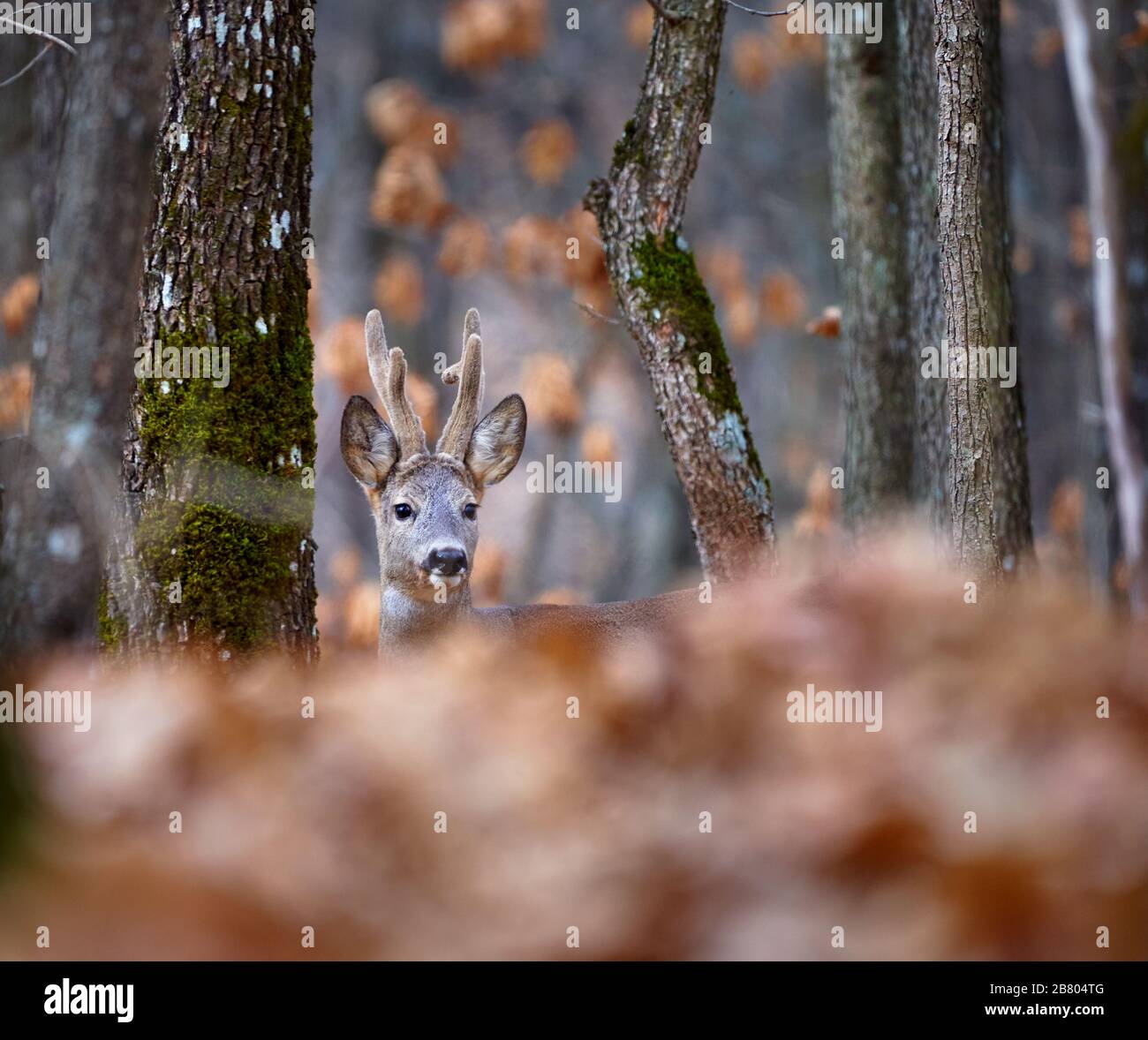 Roebuck (Capreolus capreolus) in the forest, early spring Stock Photo - Alamy