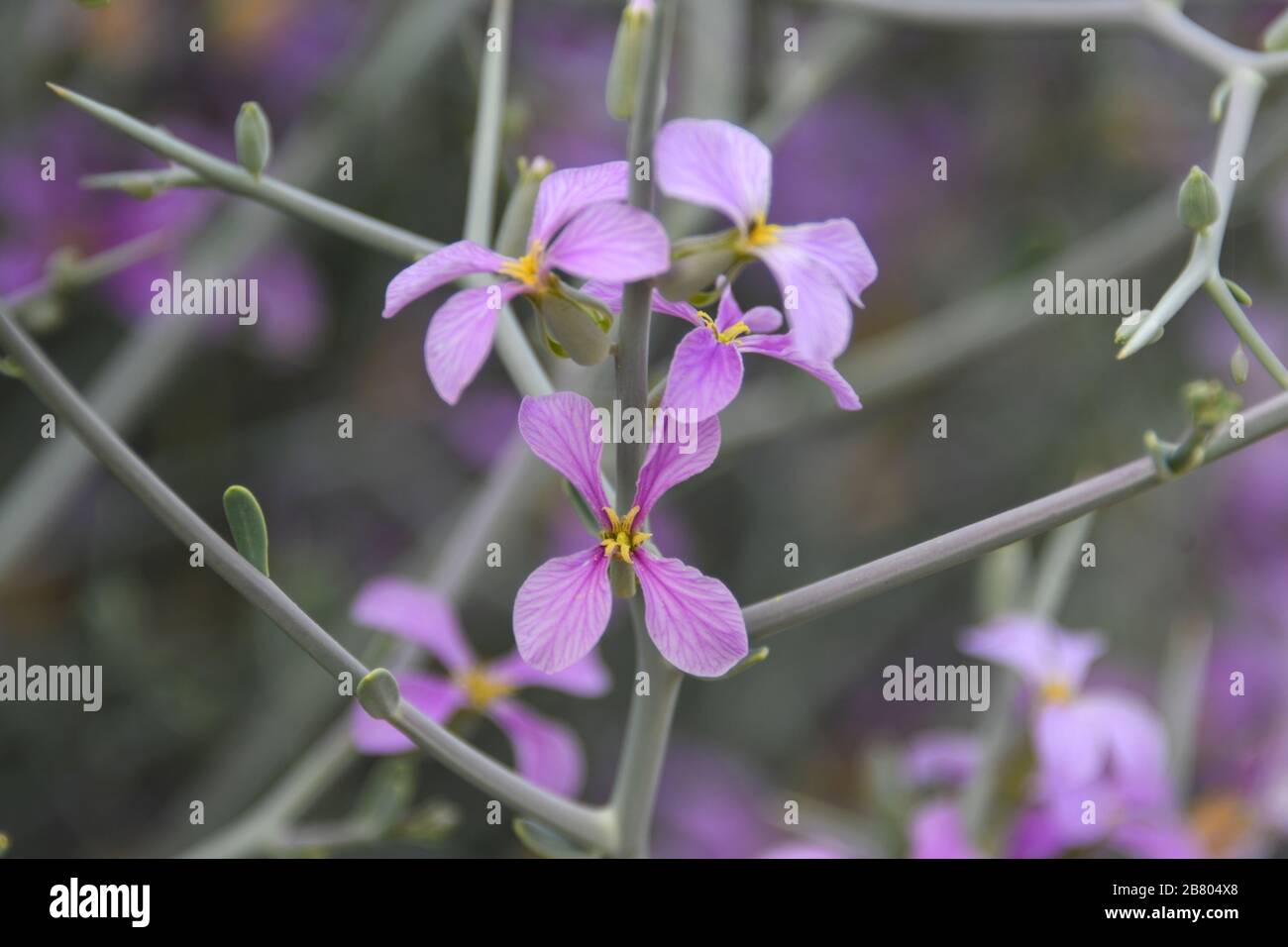 After a rare rainy season in the Negev Desert and Israel in general, an ...