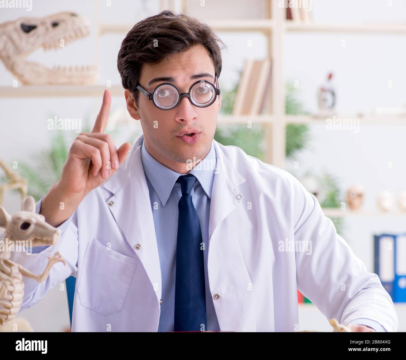 The funny crazy professor studying animal skeletons Stock Photo - Alamy