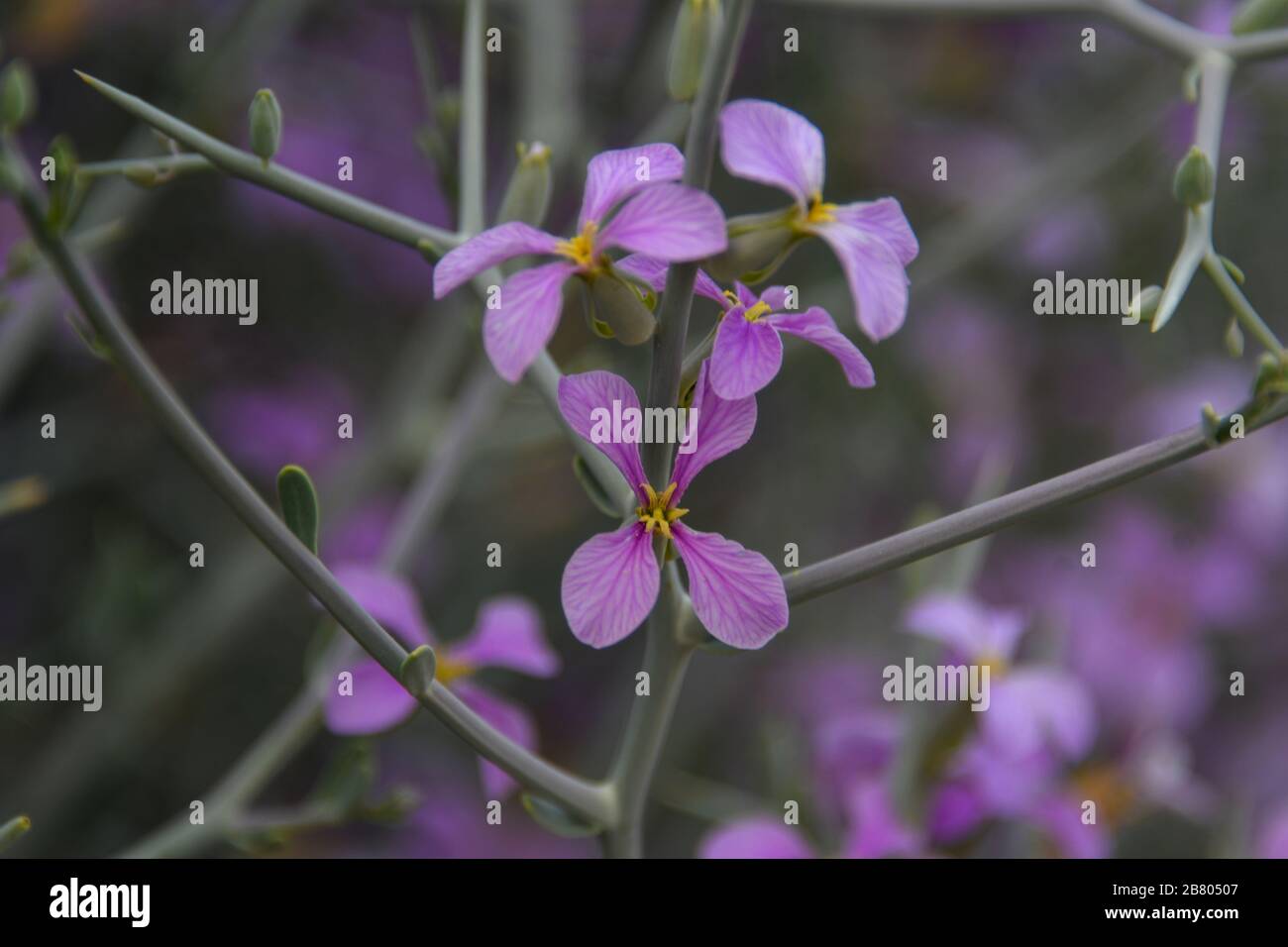 After a rare rainy season in the Negev Desert and Israel in general, an ...