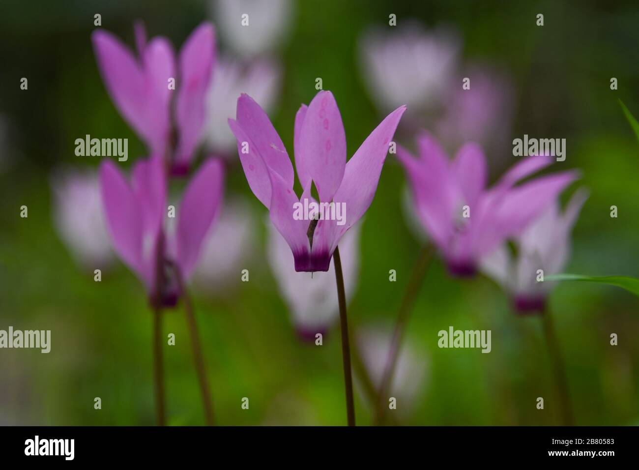 a cluster of Flowering Persian Violets (Cyclamen persicum ...