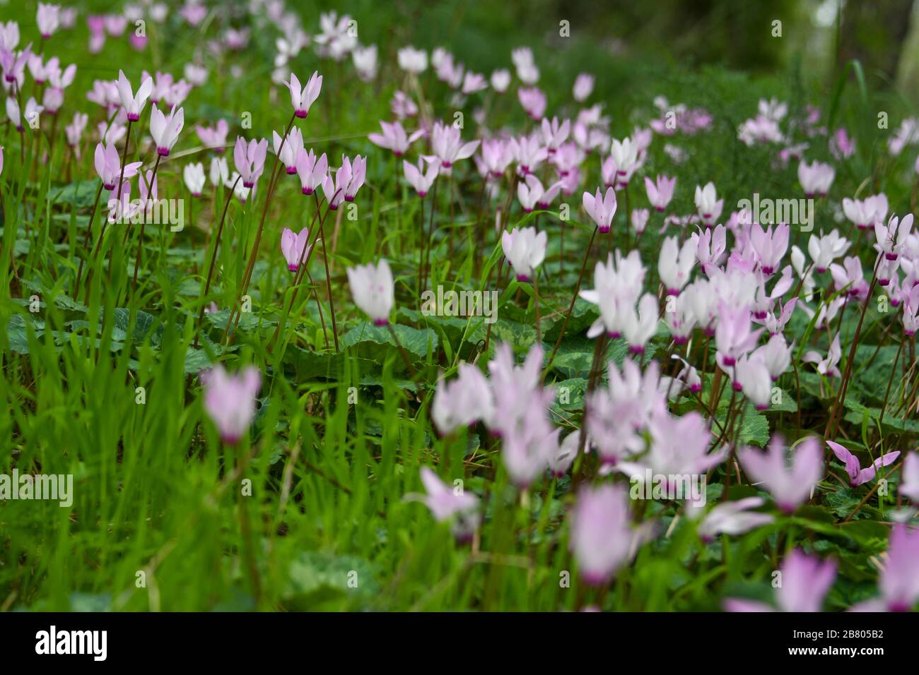 a cluster of Flowering Persian Violets (Cyclamen persicum ...
