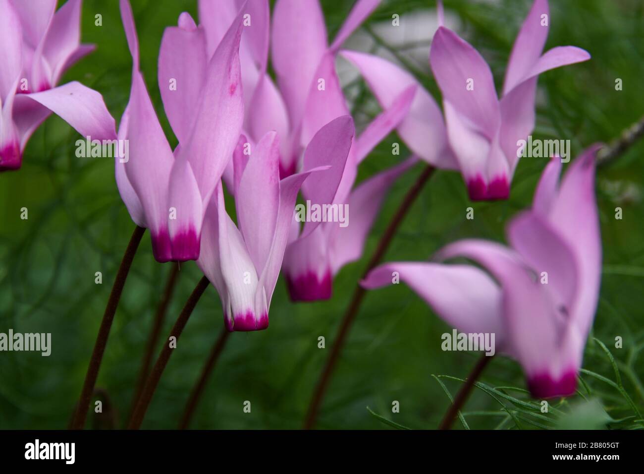 a cluster of Flowering Persian Violets (Cyclamen persicum ...