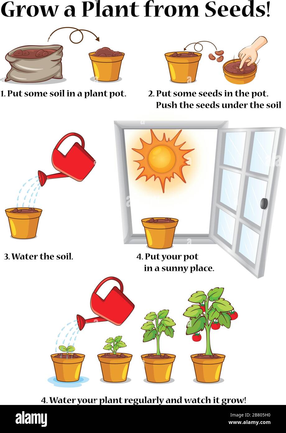 How Plants Grow Diagram