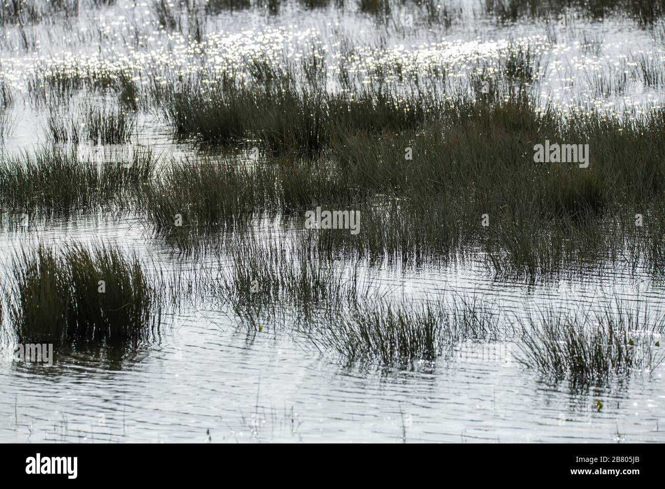 Reed bed and marsh background poster Stock Photo - Alamy