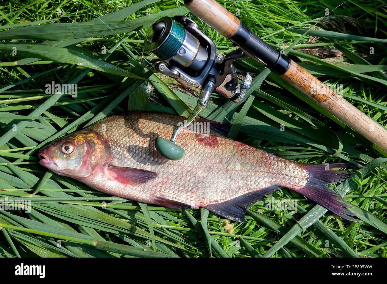 Good catch. Just taken from the water big freshwater common bream known ...