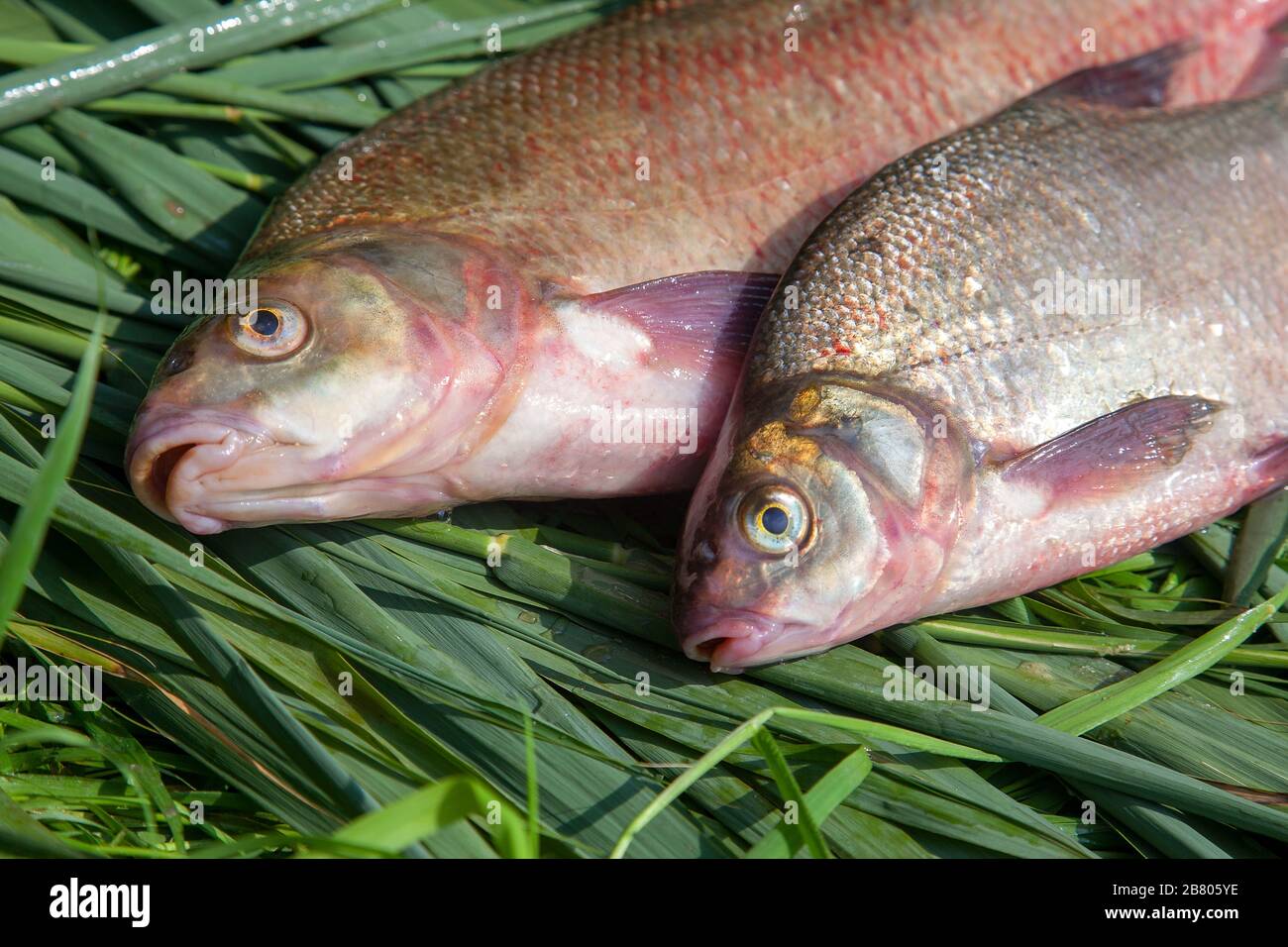 Good catch. Just taken from the water big freshwater common bream known ...