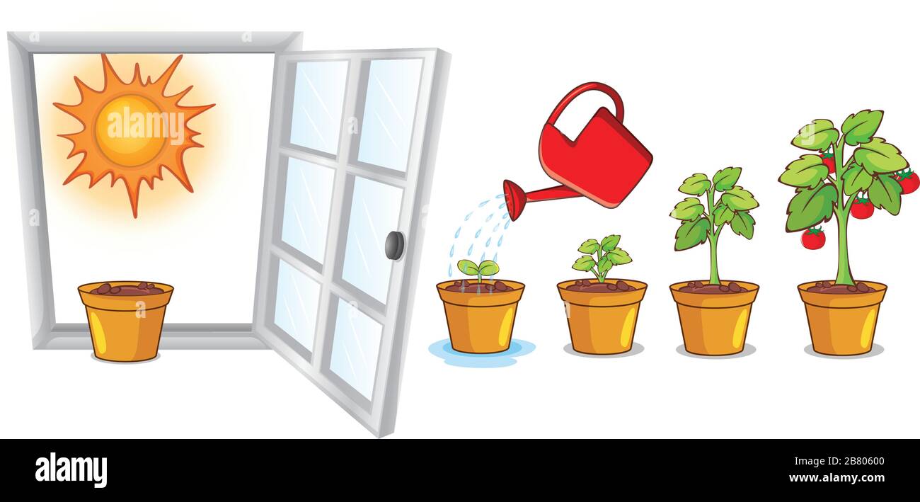 Diagram showing how plant grows from seed to tree illustration Stock ...