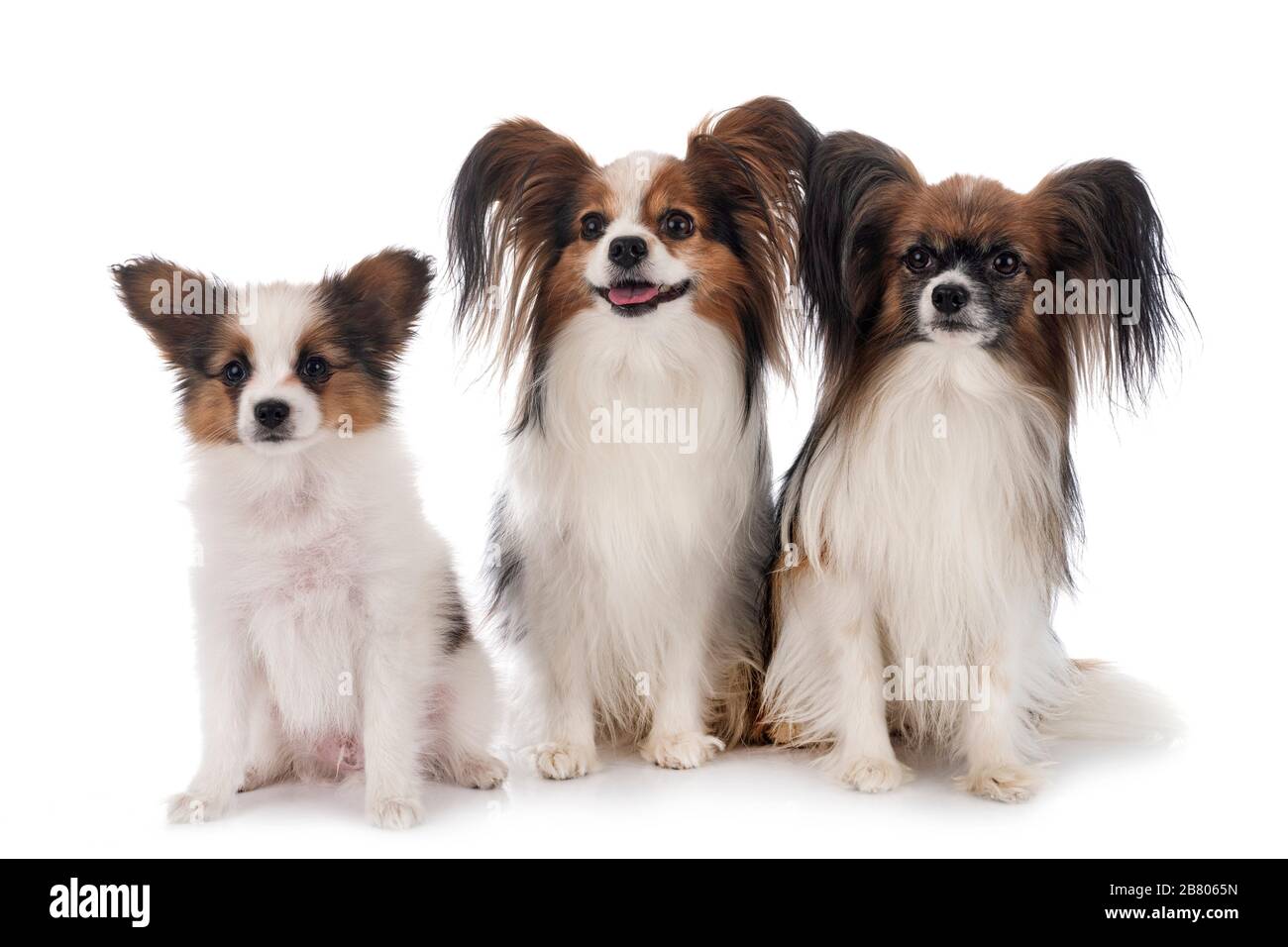 Female dog papillon hi-res stock photography and images - Alamy