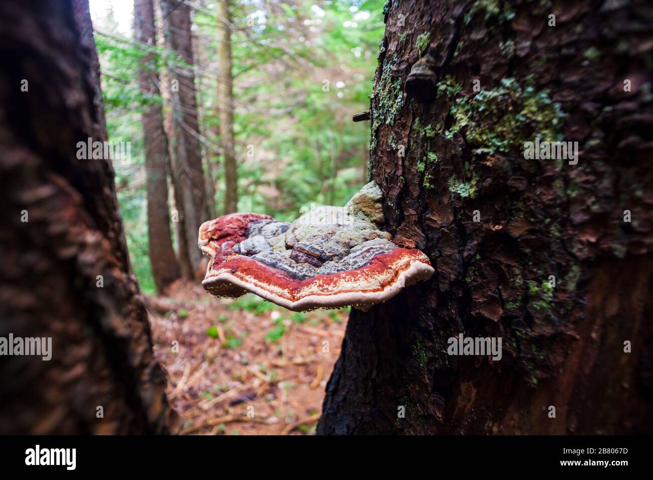 View of the Hymenochaetaceae on a tree, family of fungi in the order ...