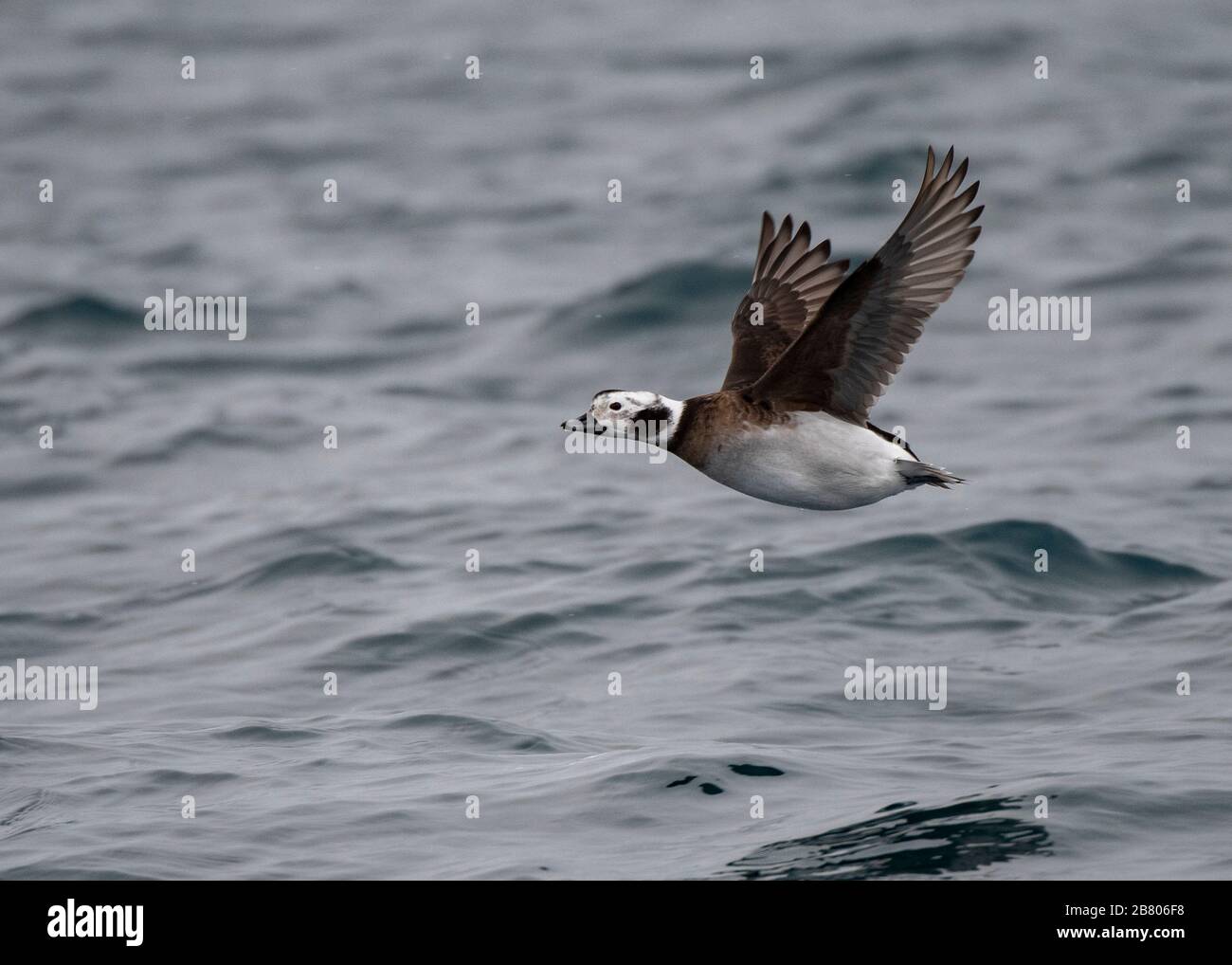Norwegian Duck High Resolution Stock Photography and Images - Alamy
