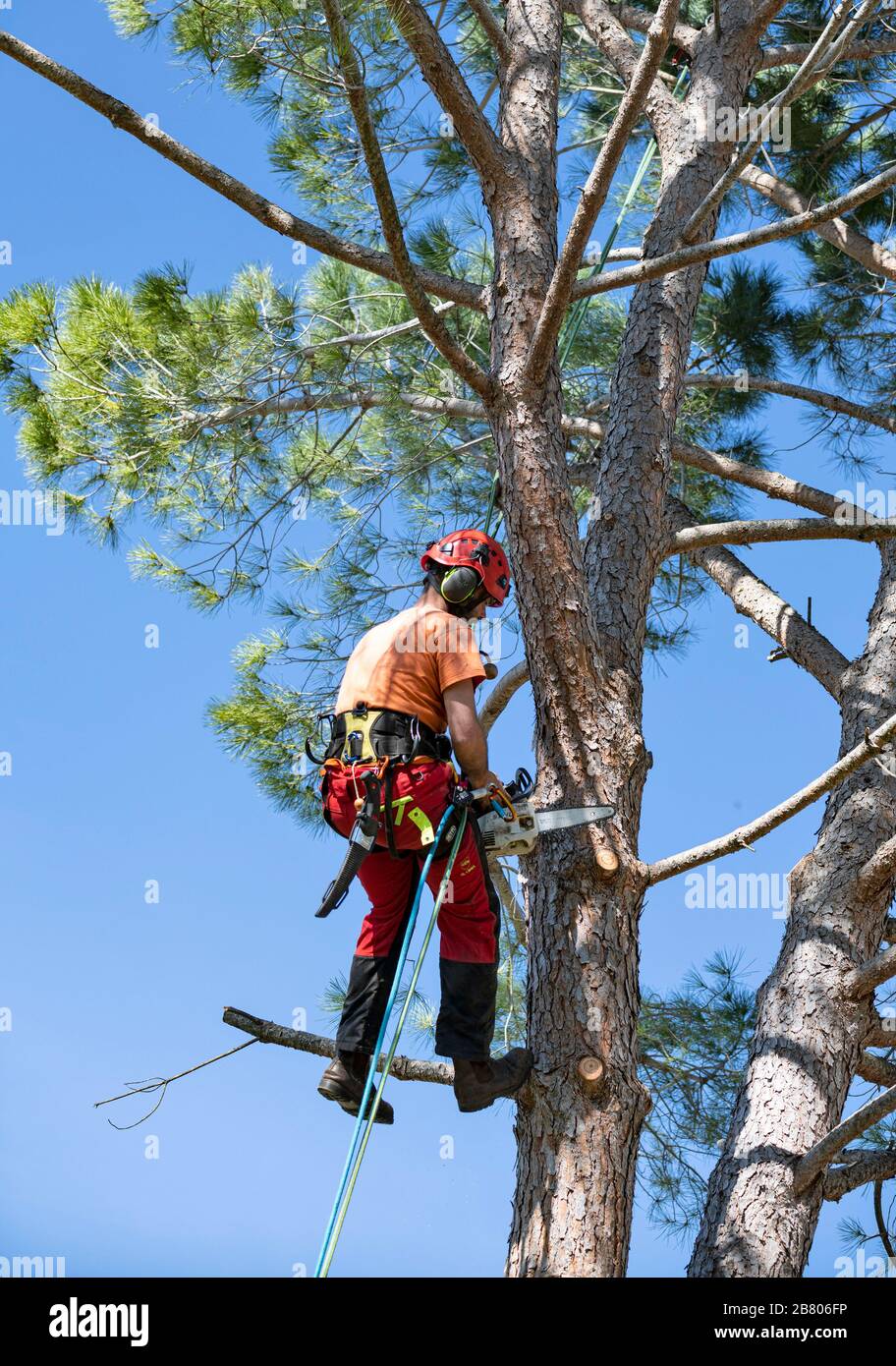 Lumberjack with chainsaw and harness pruning a tree Stock Photo - Alamy
