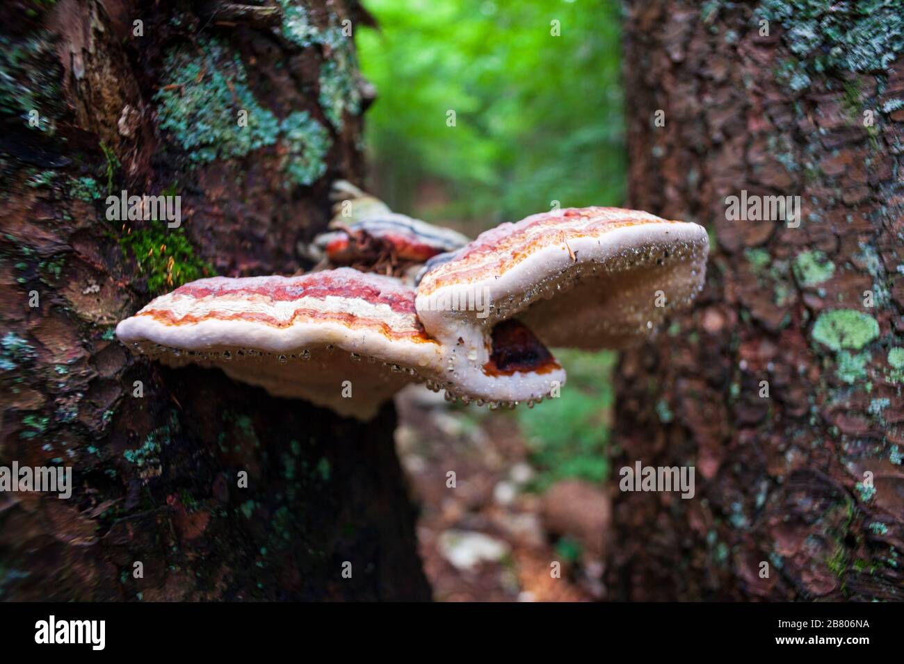 View of the Hymenochaetaceae on a tree, family of fungi in the order ...