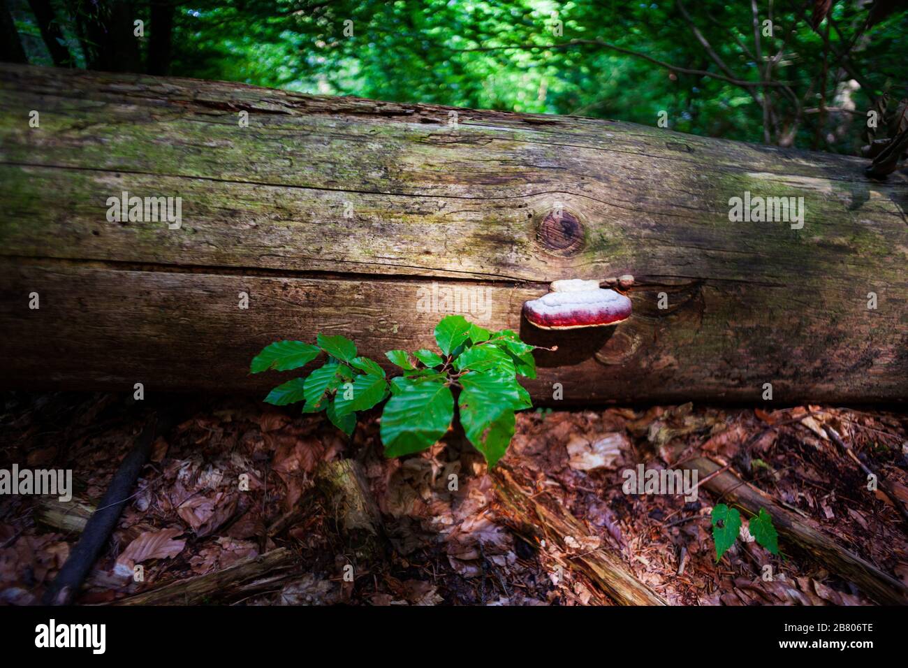 View of the Hymenochaetaceae, family of fungi in the order ...
