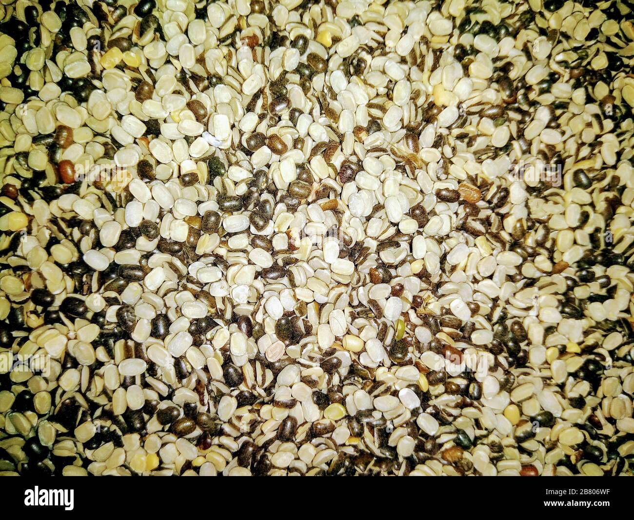 A picture of lentil Stock Photo - Alamy