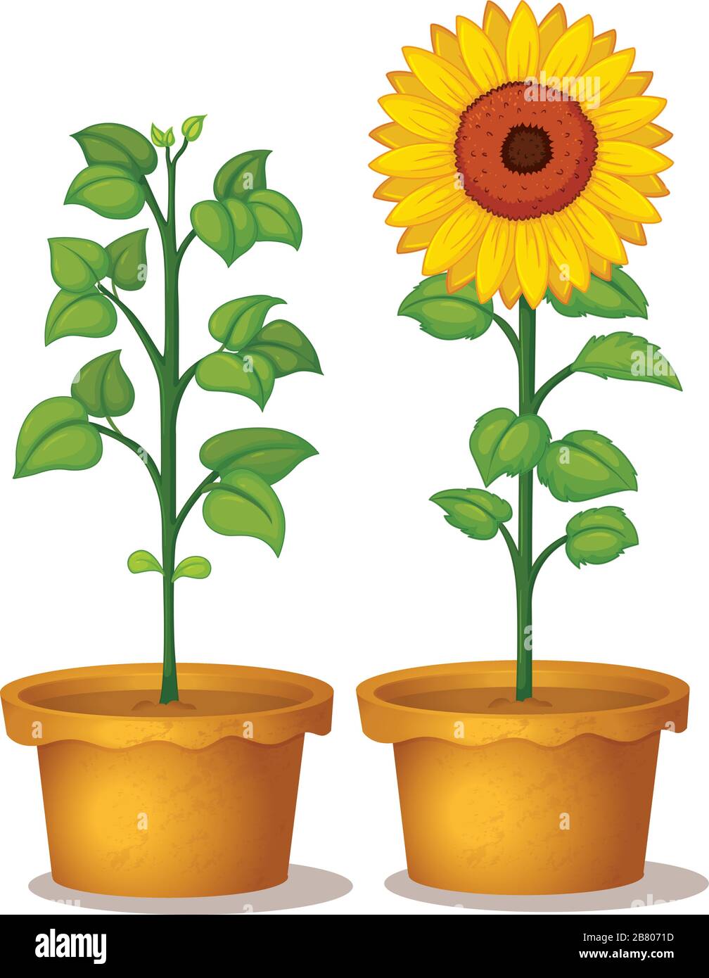Two potted plant with green leaves and flower illustration Stock Vector ...