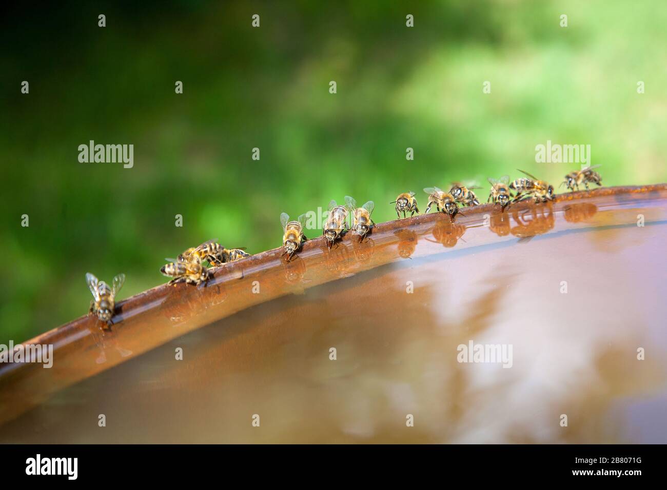 Busy bees, close up view of the working bees. Bees close up showing ...