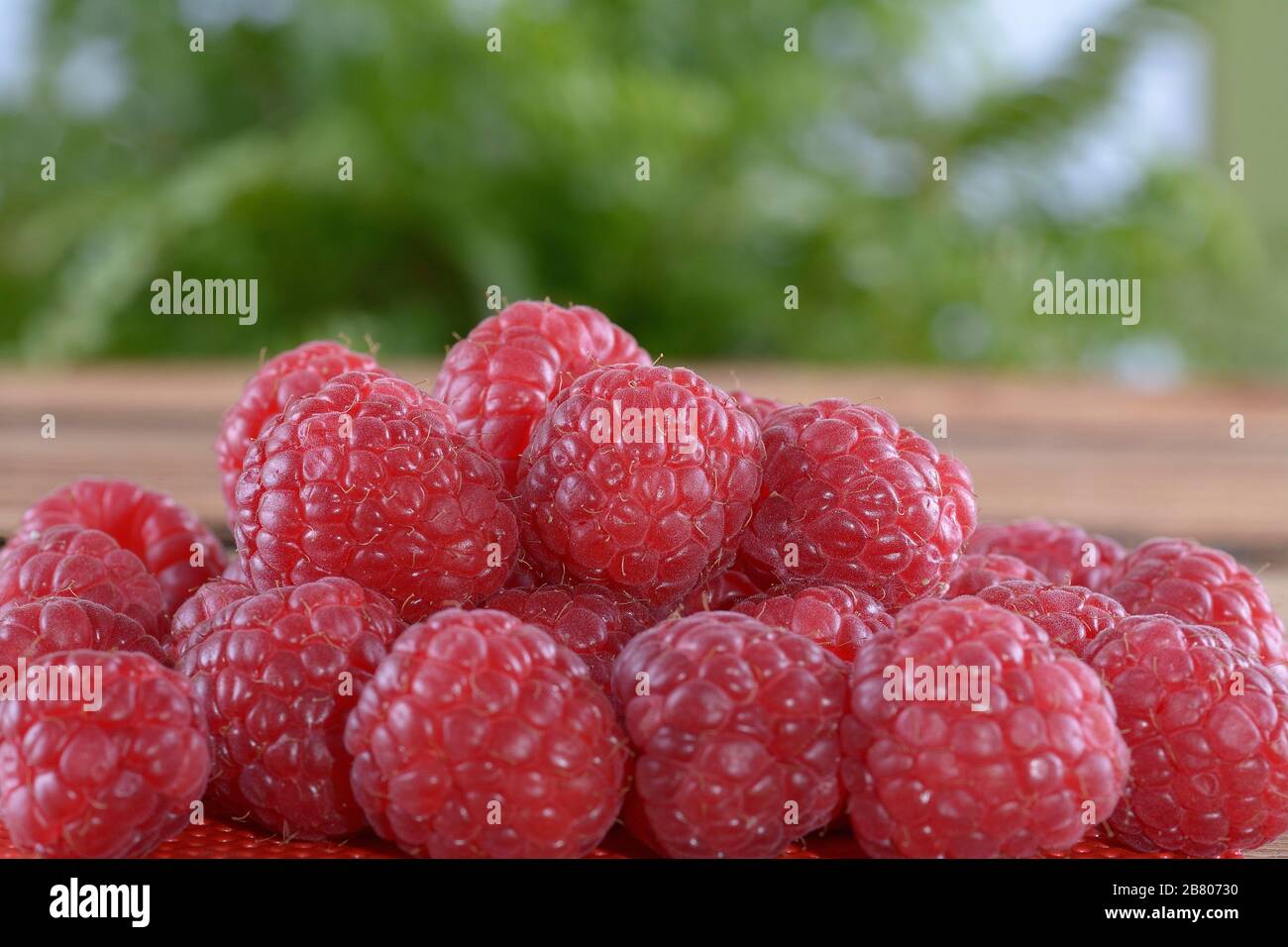 Red raspberry plants hi-res stock photography and images - Alamy